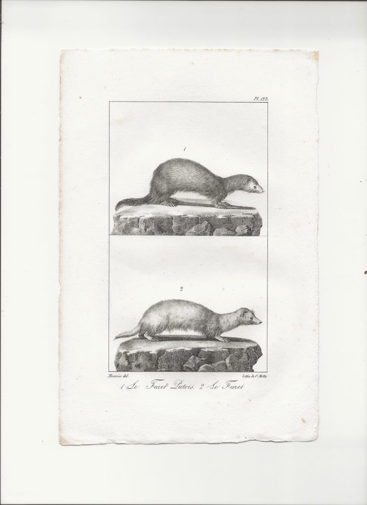 Ferret | Book and Paper Arts